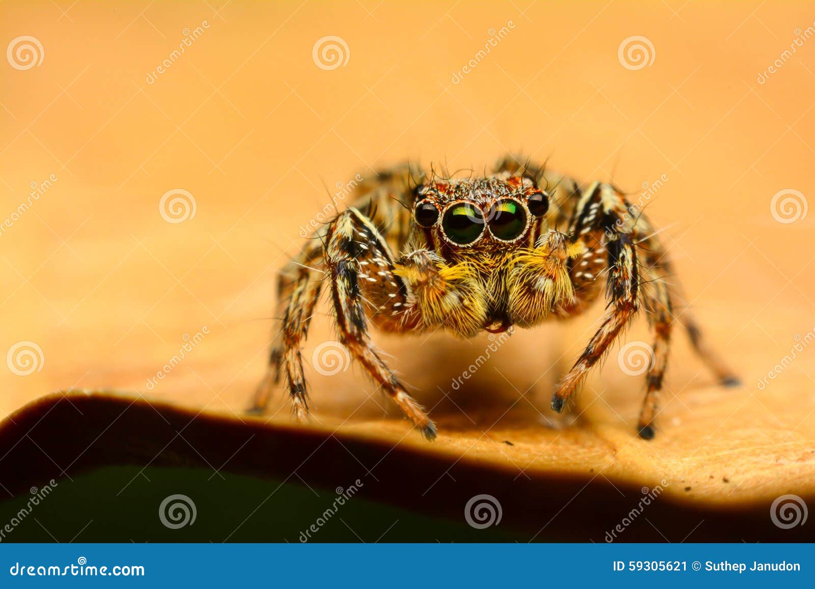 Ragno di salto immagine stock. Immagine di colorato, nave - 59305621