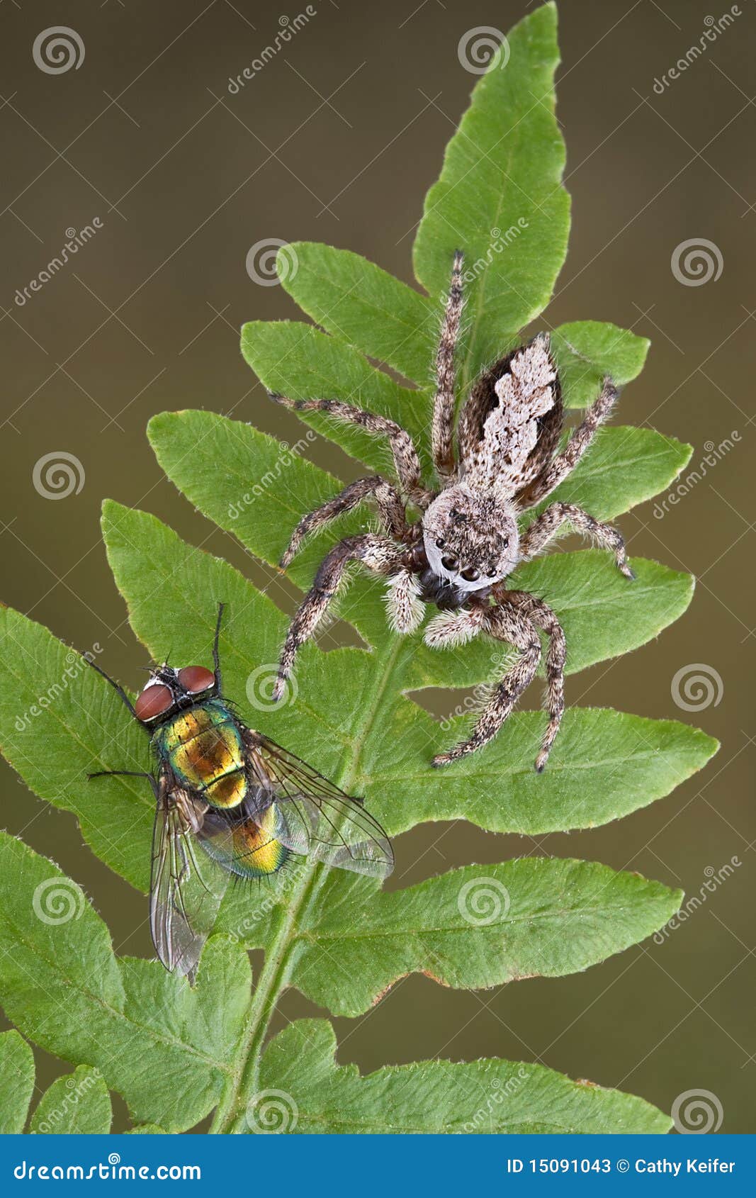 Ragno Di Salto Con La Mosca Immagine Stock - Immagine di verticale ...