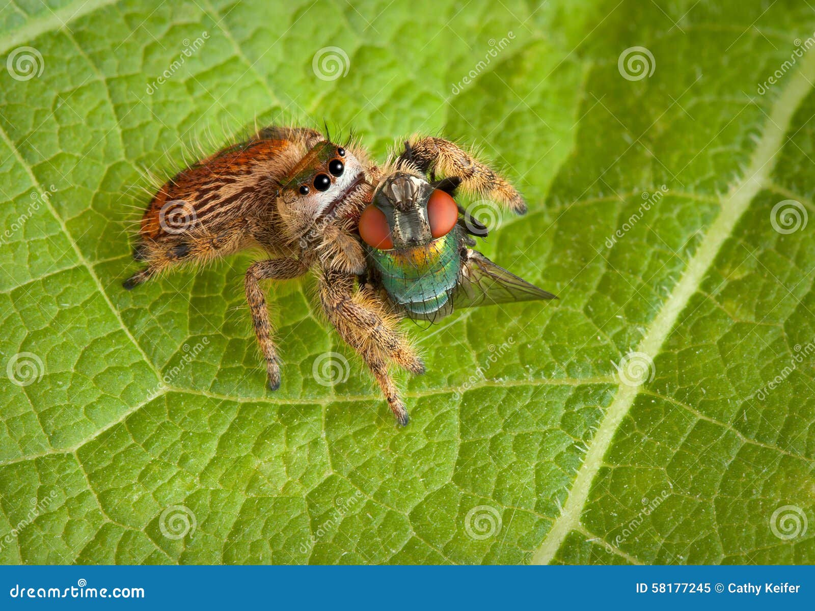 Ragno Di Salto Con La Mosca Immagine Stock - Immagine di ragnatela ...
