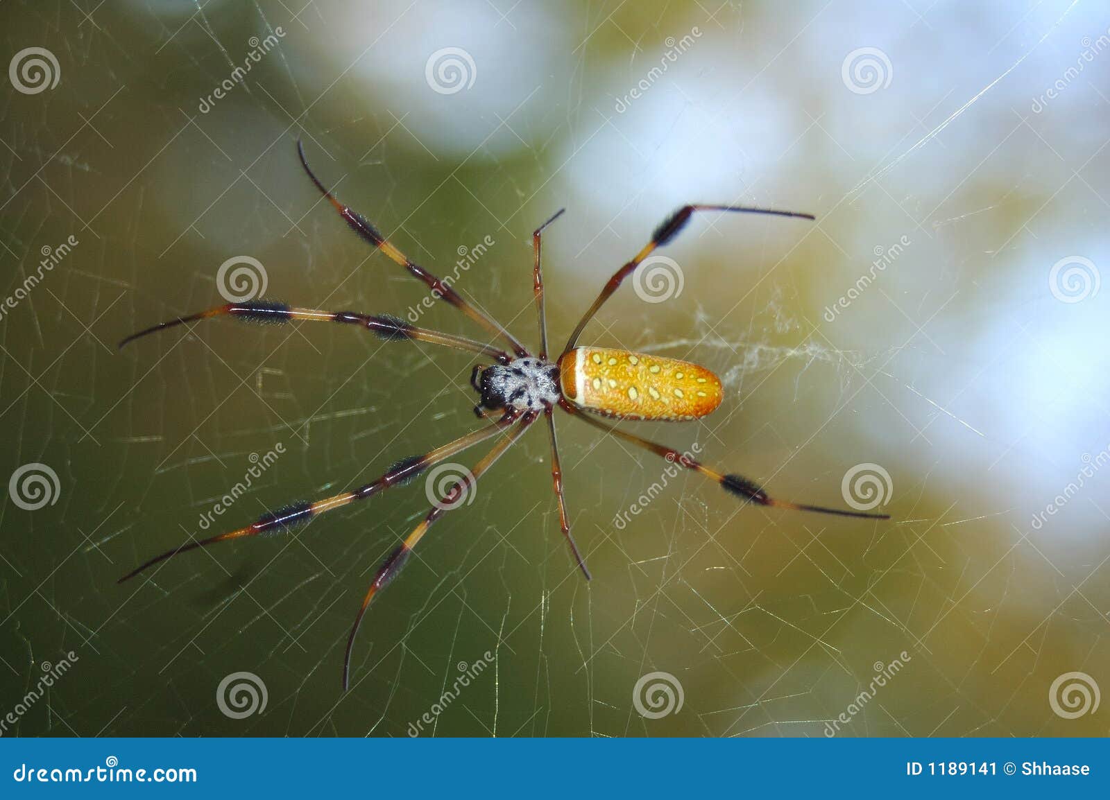 Ragno di seta dorato immagine stock. Immagine di insetti - 1189141