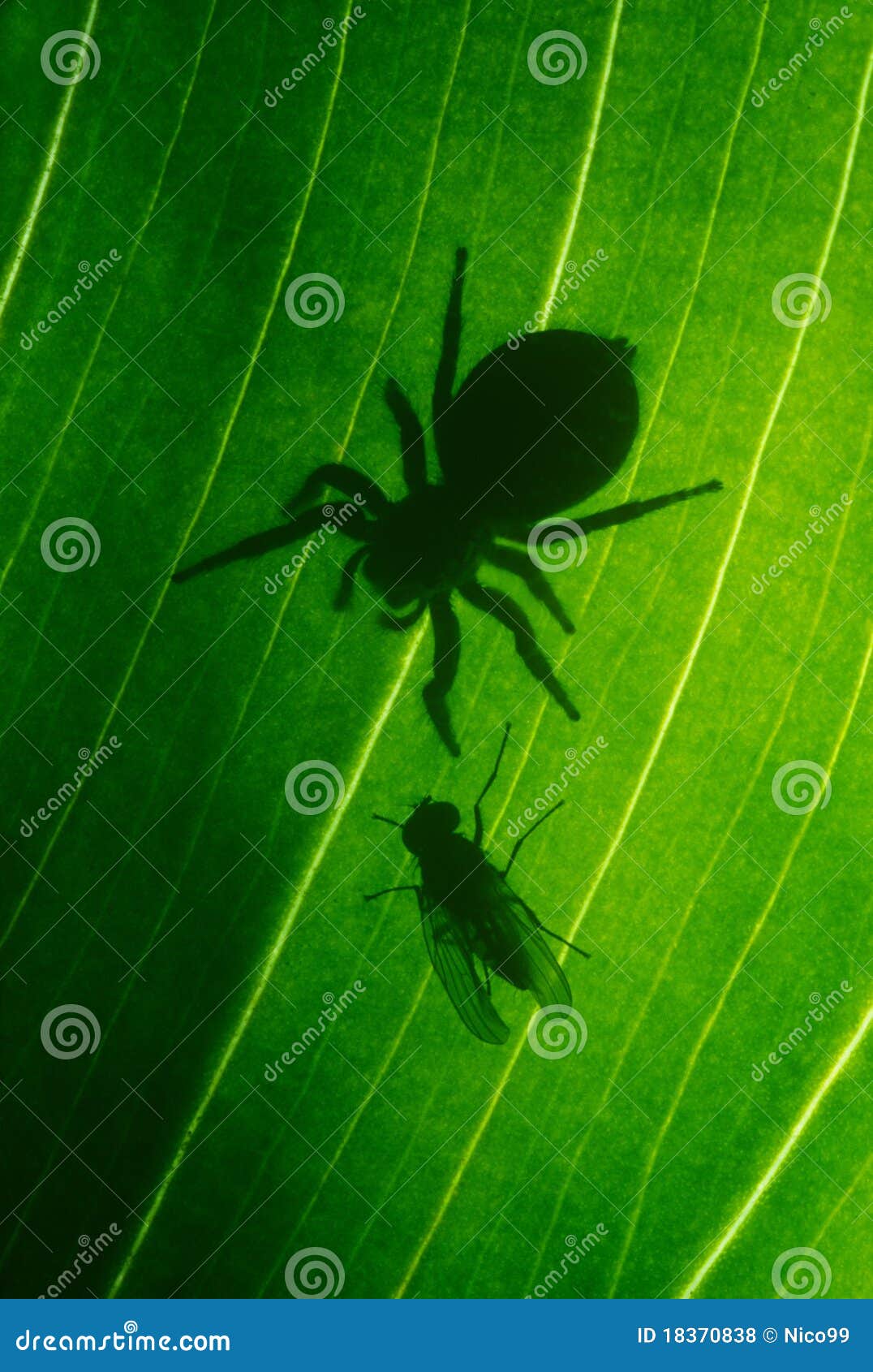 Ragno e mosca fotografia stock. Immagine di giardino - 18370838