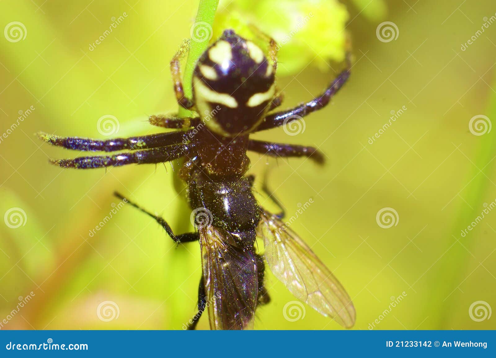 Ragno e mosca fotografia stock. Immagine di zanna, mangi - 21233142