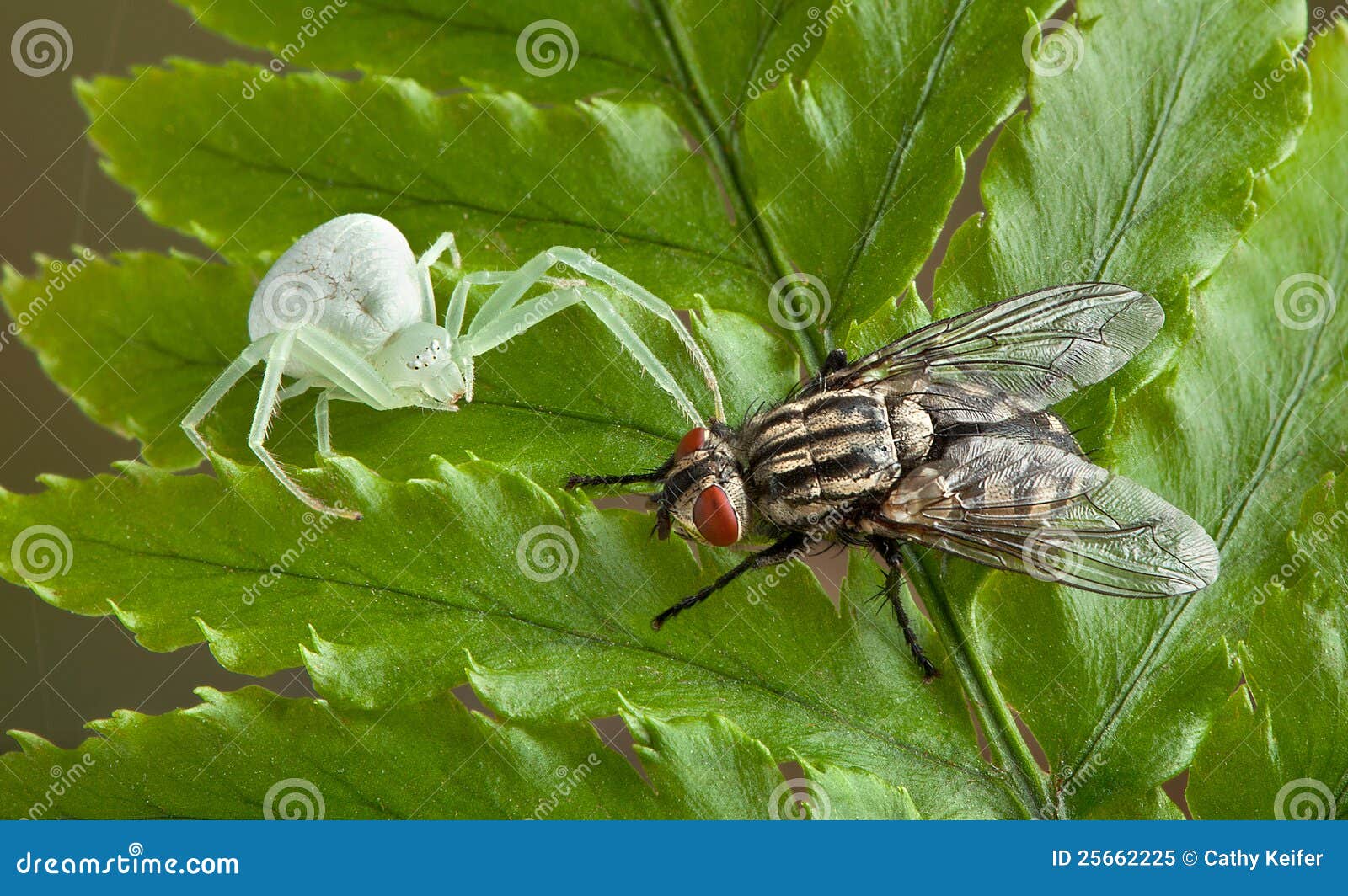 Ragno e mosca del granchio immagine stock. Immagine di granchio - 25662225