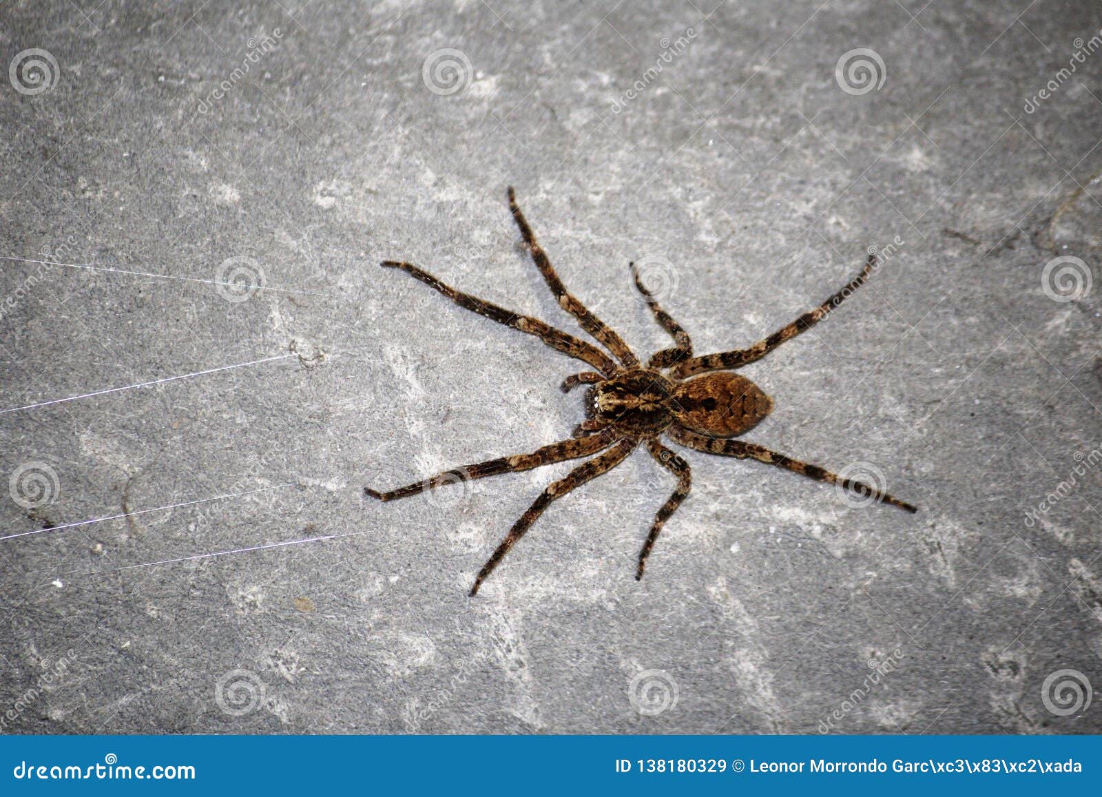 Ragno Europeo, Generi Di Tarantole Immagine Stock - Immagine di ...