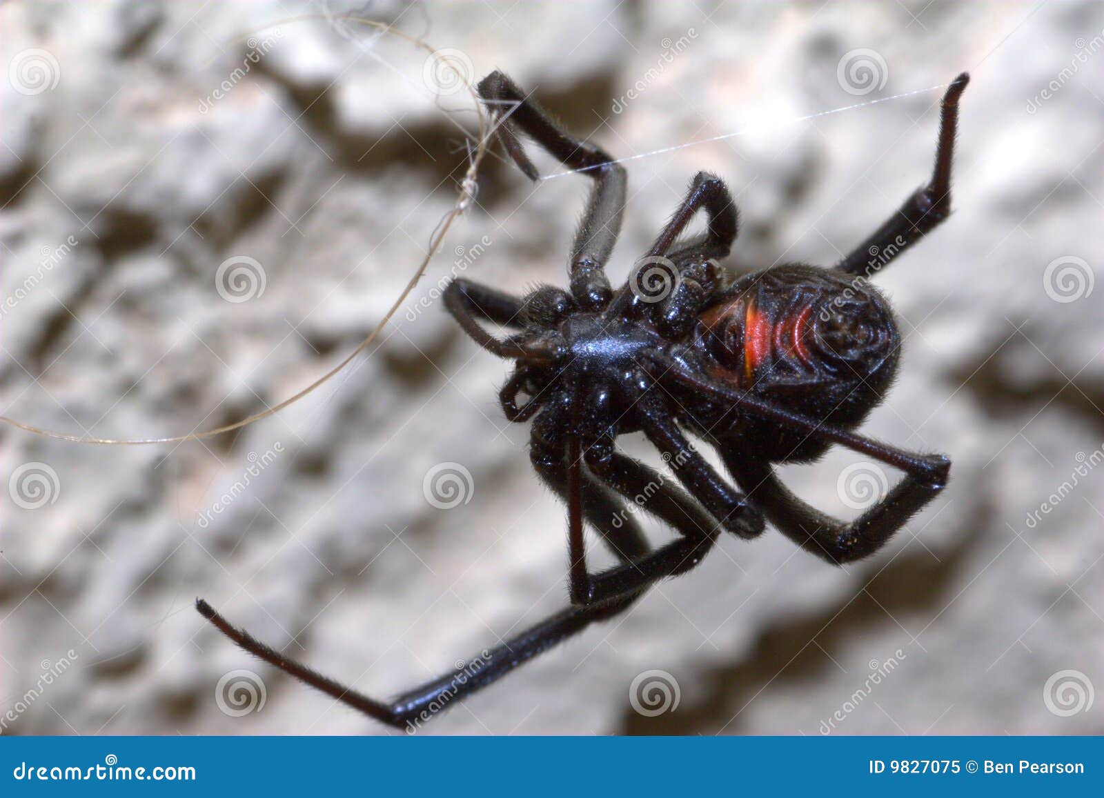 Ragno Femminile Della Vedova Nera Immagine Stock - Immagine di femmina ...