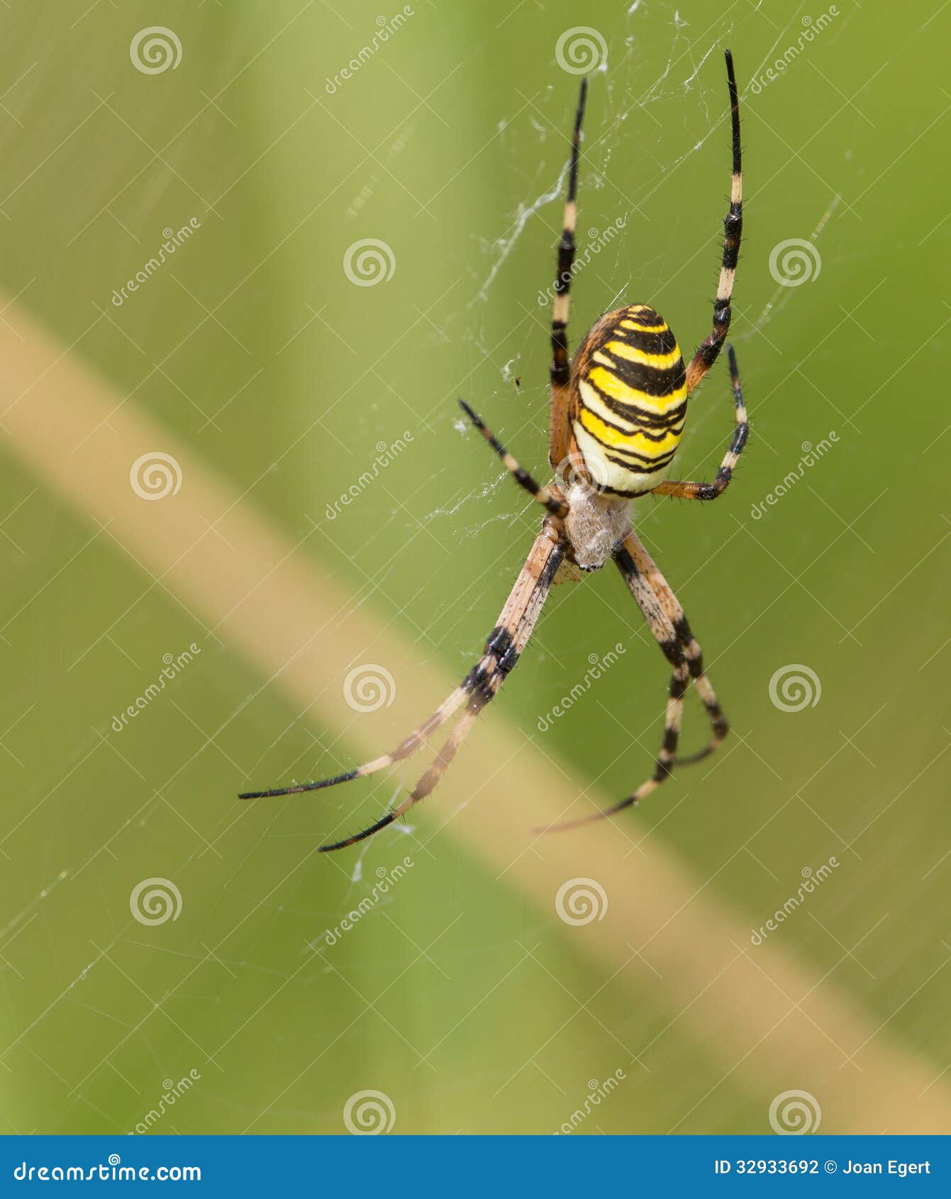 Ragno Femminile Della Vespa Fotografia Stock - Immagine di particolari ...