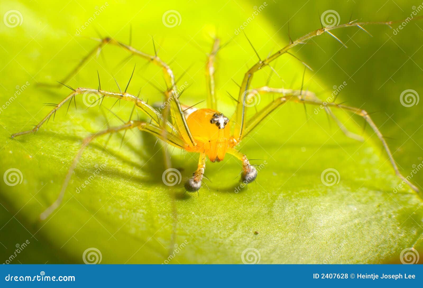 Ragno giallo fotografia stock. Immagine di insetto, natura - 2407628
