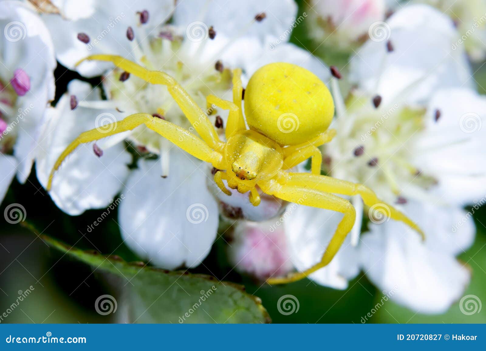 Ragno Giallo Carico Del Granchio Immagine Stock - Immagine di ragno ...