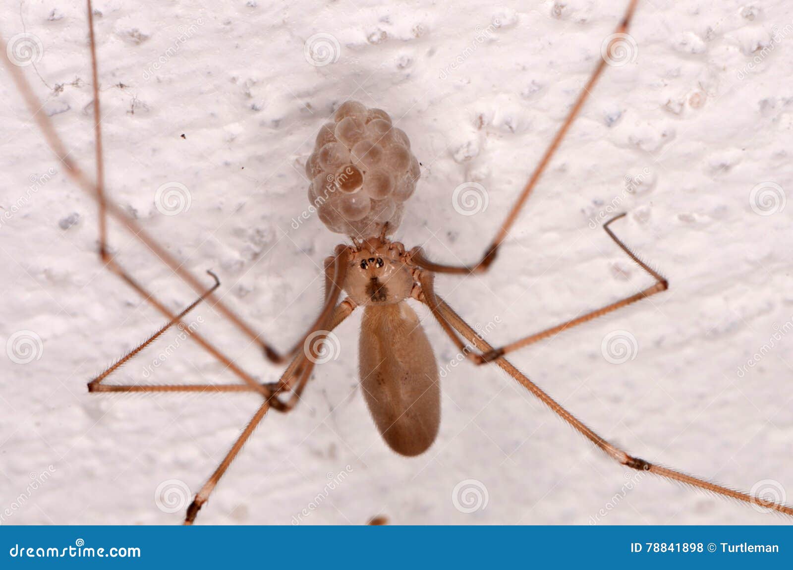 Ragno Longilineo Della Cantina & X28; Phalangioides& X29 Di Pholcus ...