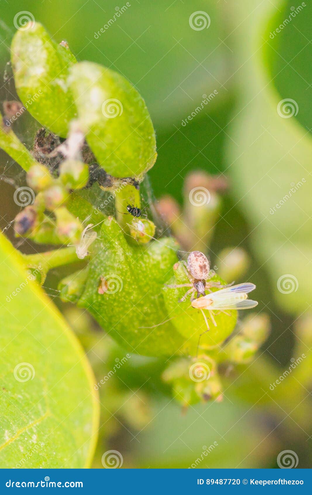 Ragno Minuscolo Che Mangia Mosca Verde Fotografia Stock - Immagine di ...