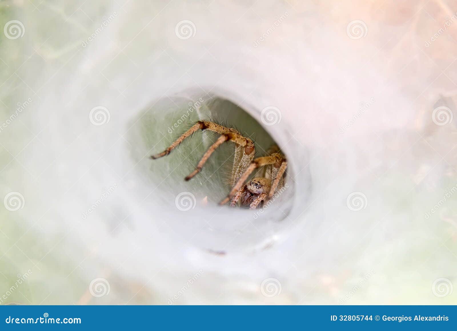 Ragno nel suo nido fotografia stock. Immagine di tubo - 32805744