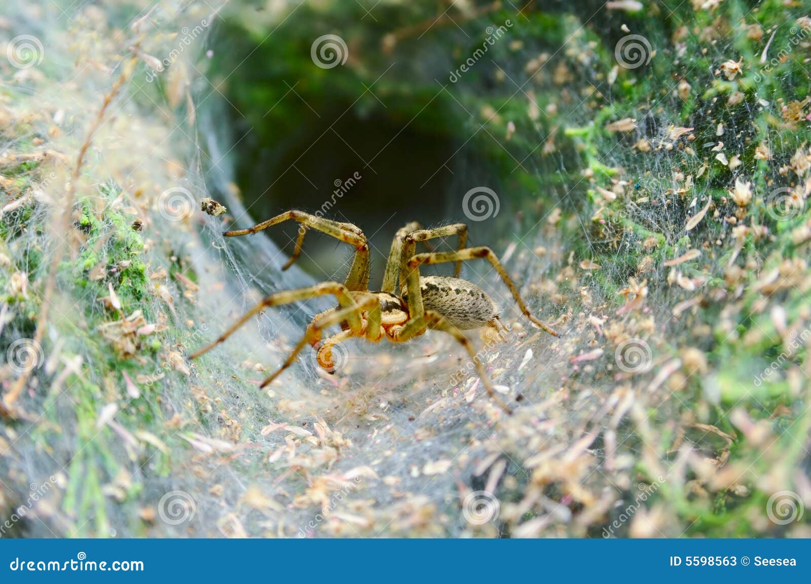 Ragno nel suo nido di Web immagine stock. Immagine di ragno - 5598563