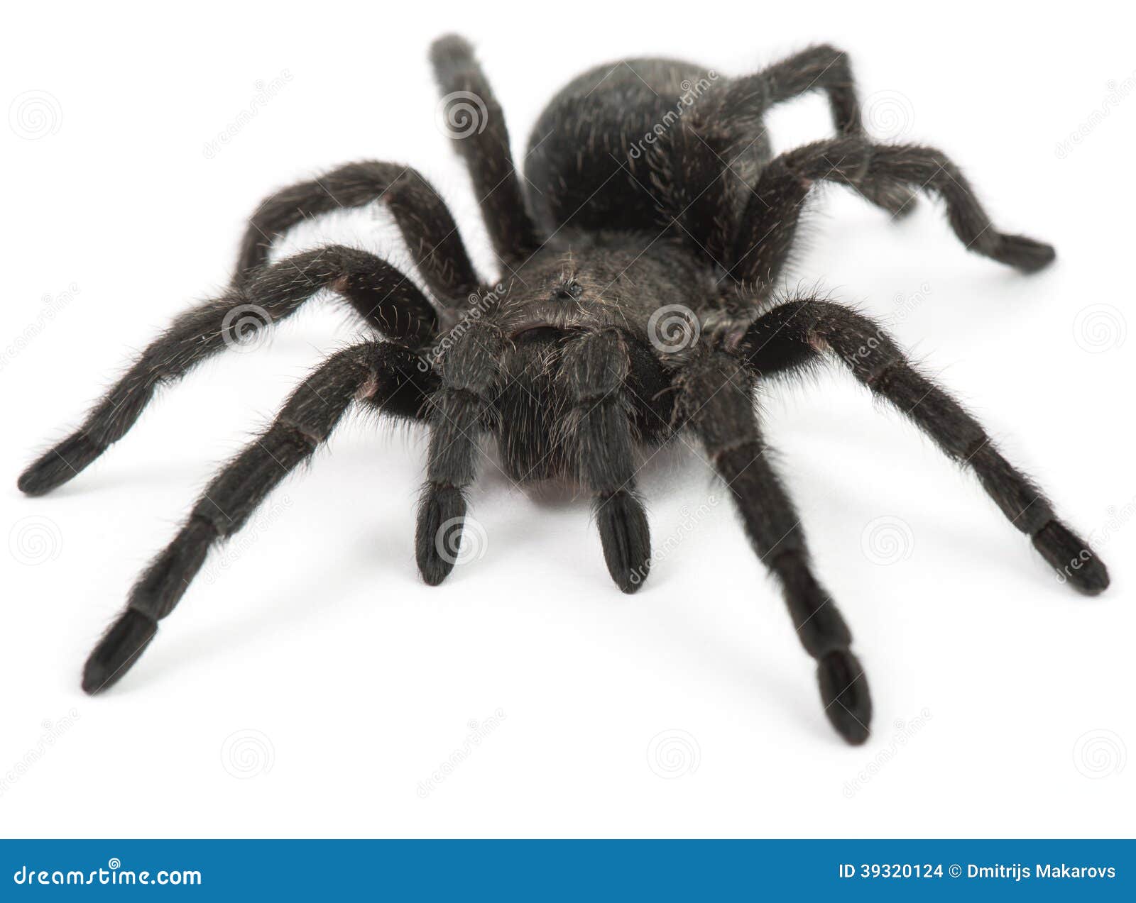 Ragno Nero. Tarantola Grammostola Pulchra Fotografia Stock - Immagine ...