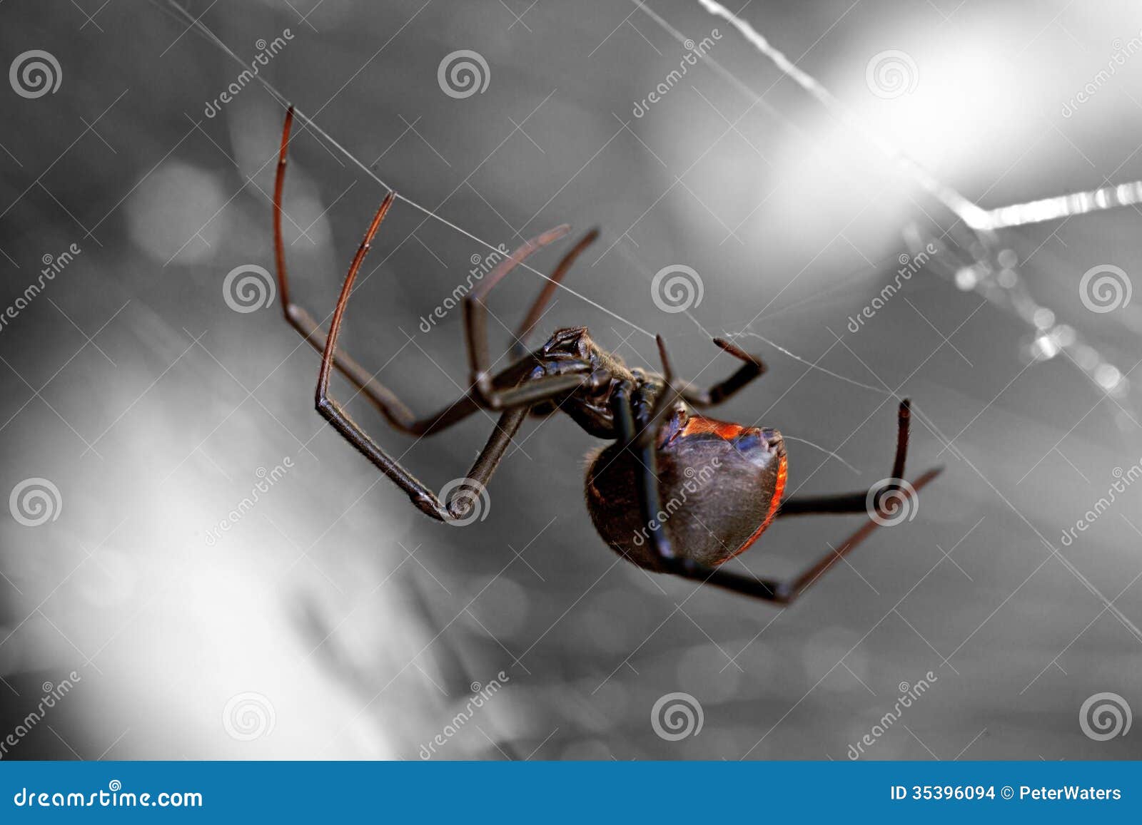 Ragno, Redback O Vedova Nera Fotografia Stock - Immagine di aracnofobia ...