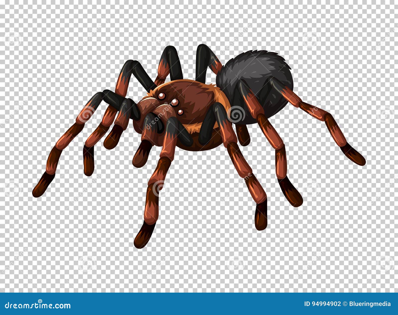 Ragno Selvaggio Su Fondo Trasparente Illustrazione Vettoriale ...