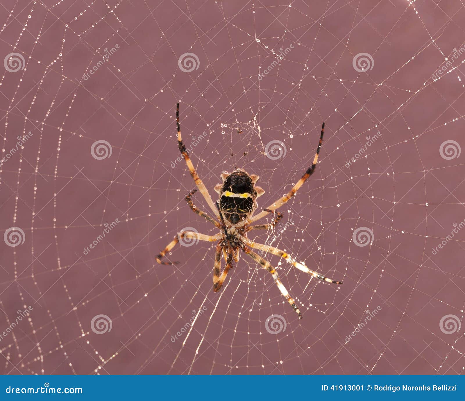Ragno sulla ragnatela immagine stock. Immagine di orto - 41913001