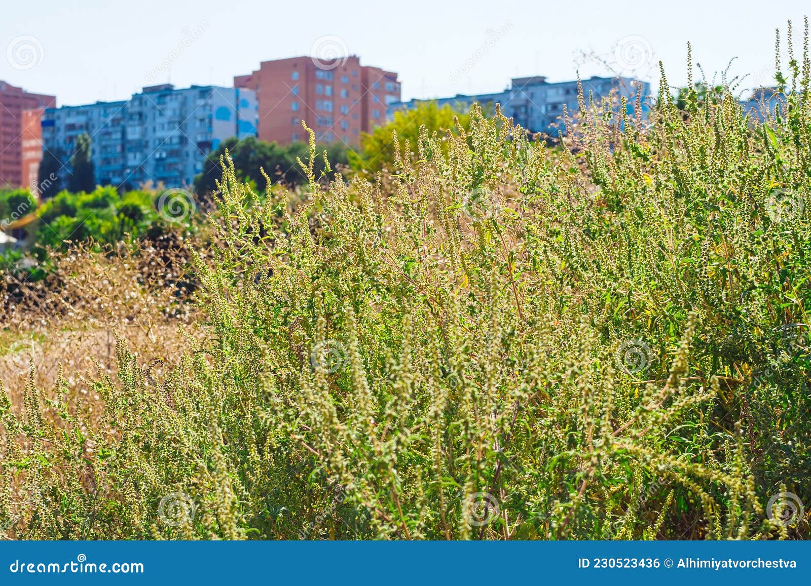 Ragweed Bloom in the City - a Strong Allergen Stock Photo - Image of ...