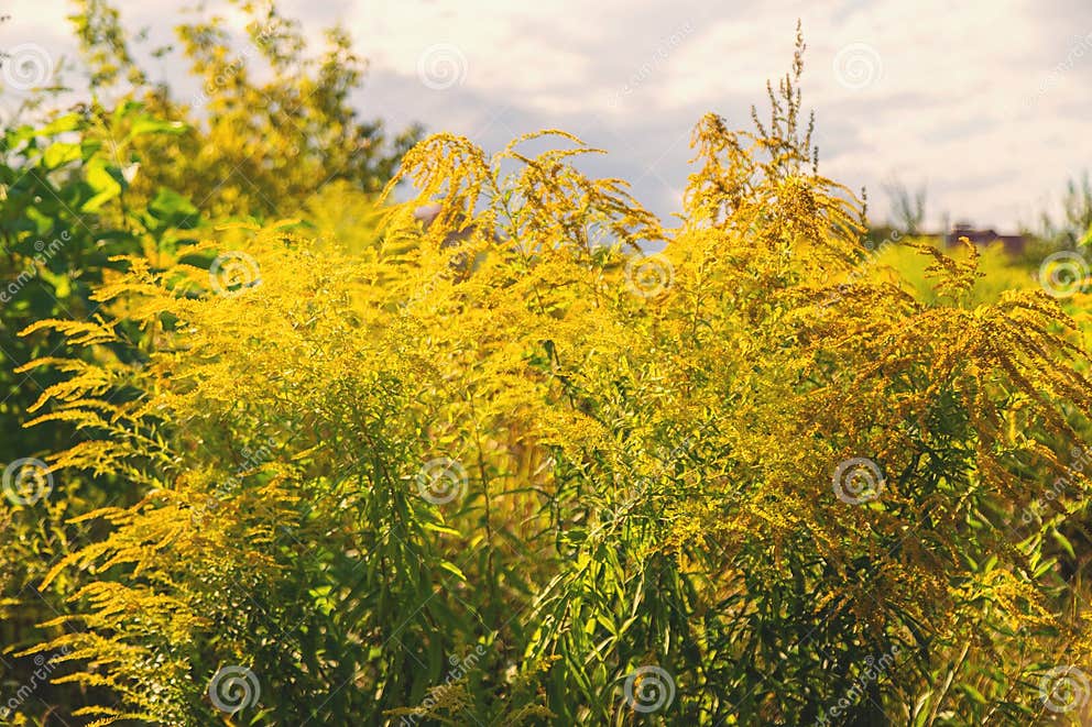 Ragweed Growing in a Field. Selective Focus Stock Image - Image of ...