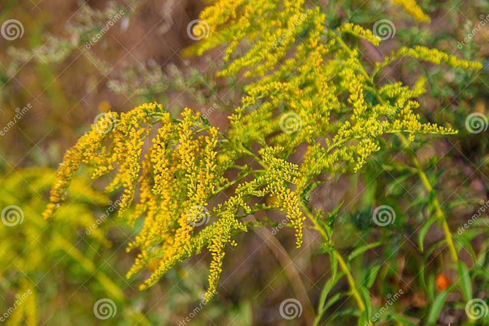 Ragweed Growing in a Field. Selective Focus Stock Image - Image of ...