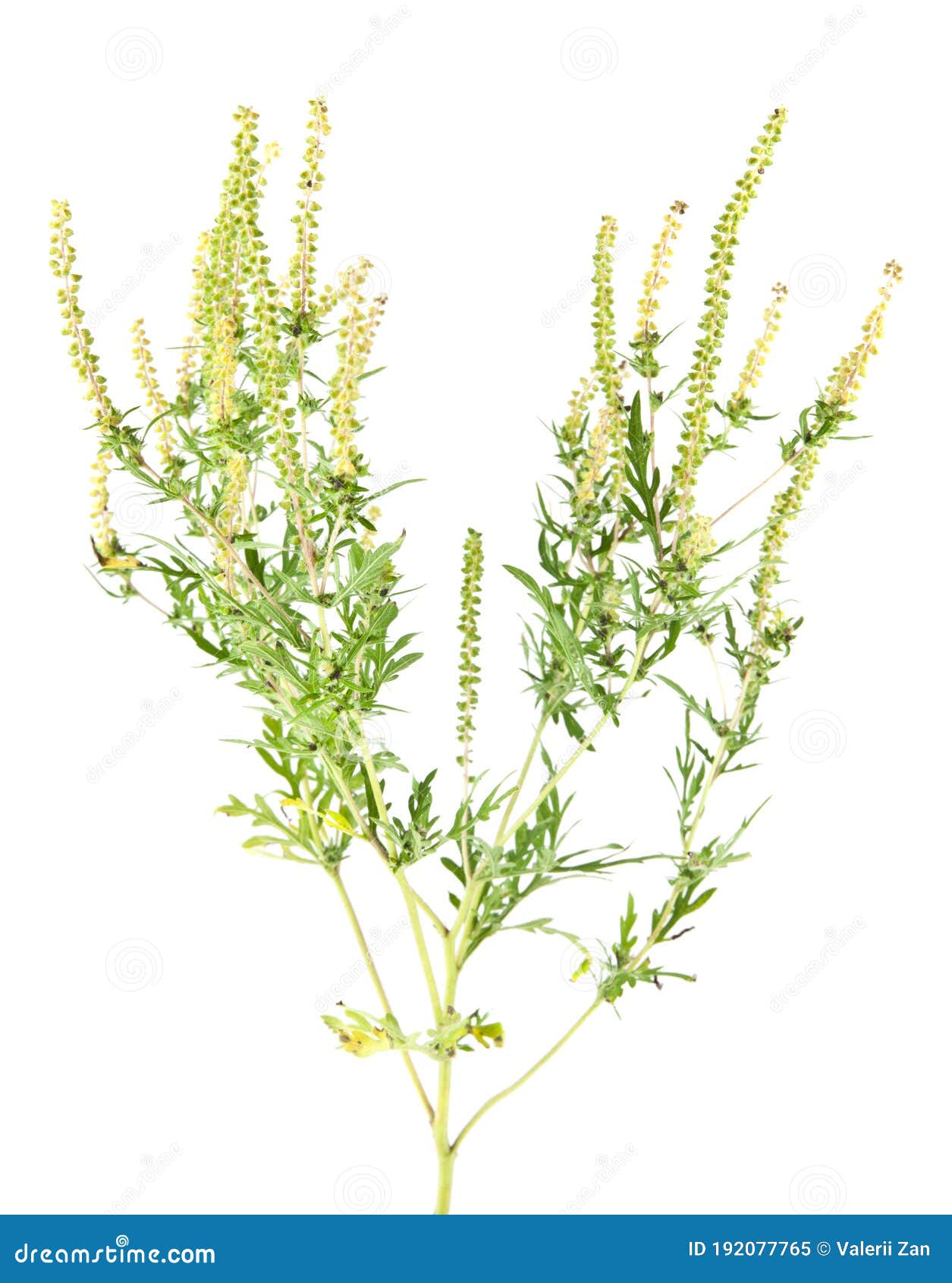 Ragweed Isolated on White Background Stock Image - Image of isolated ...