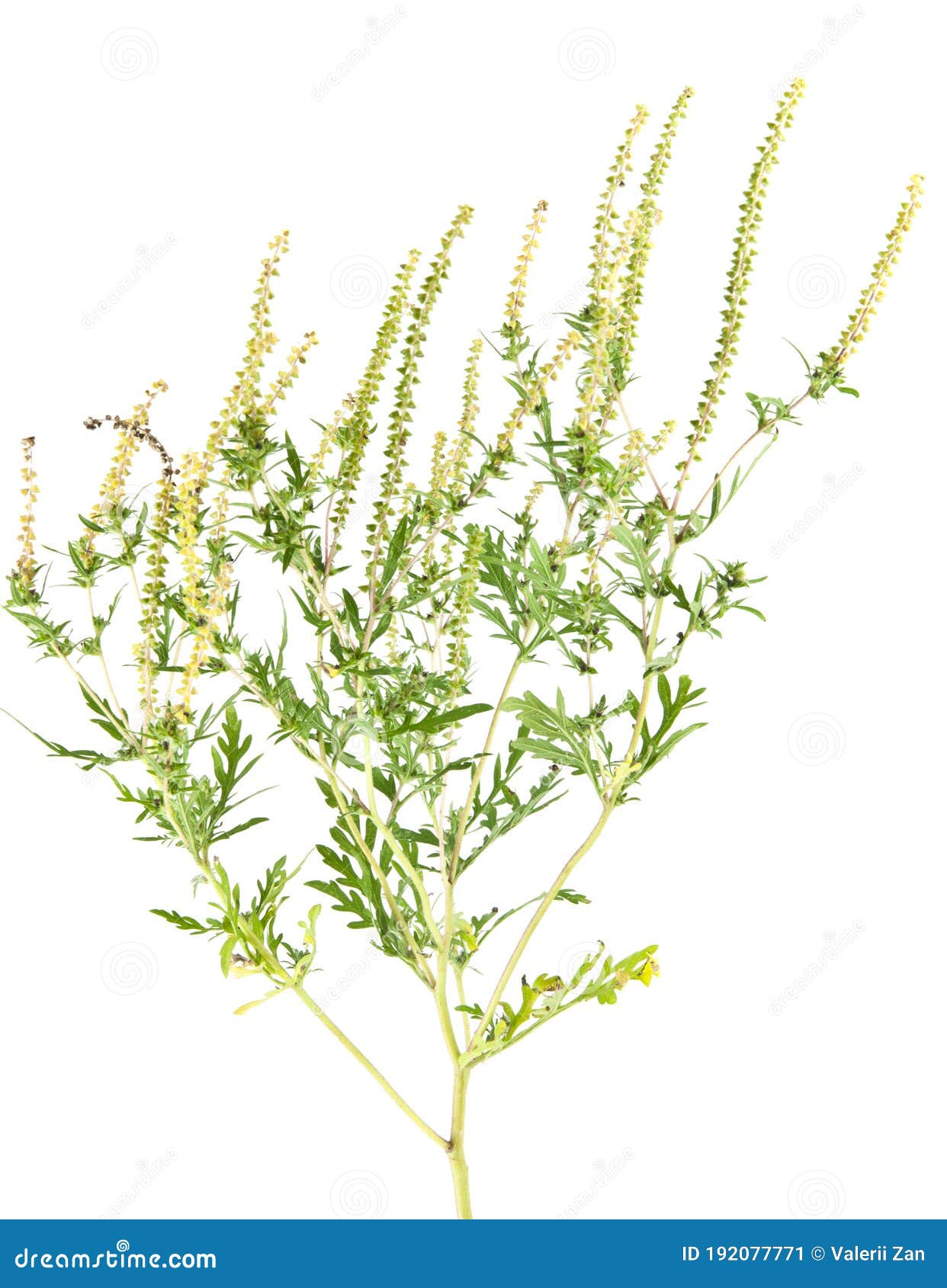 Ragweed Isolated on White Background Stock Image - Image of isolated ...