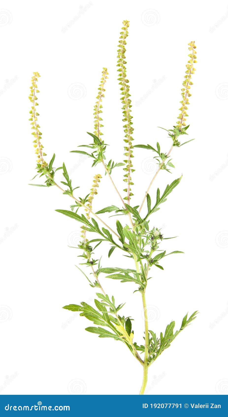 Ragweed Isolated on White Background Stock Image - Image of natural ...