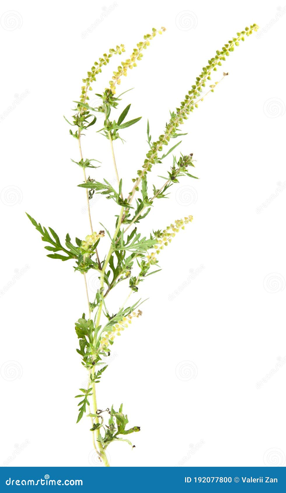Ragweed Isolated on White Background Stock Photo - Image of pollen ...