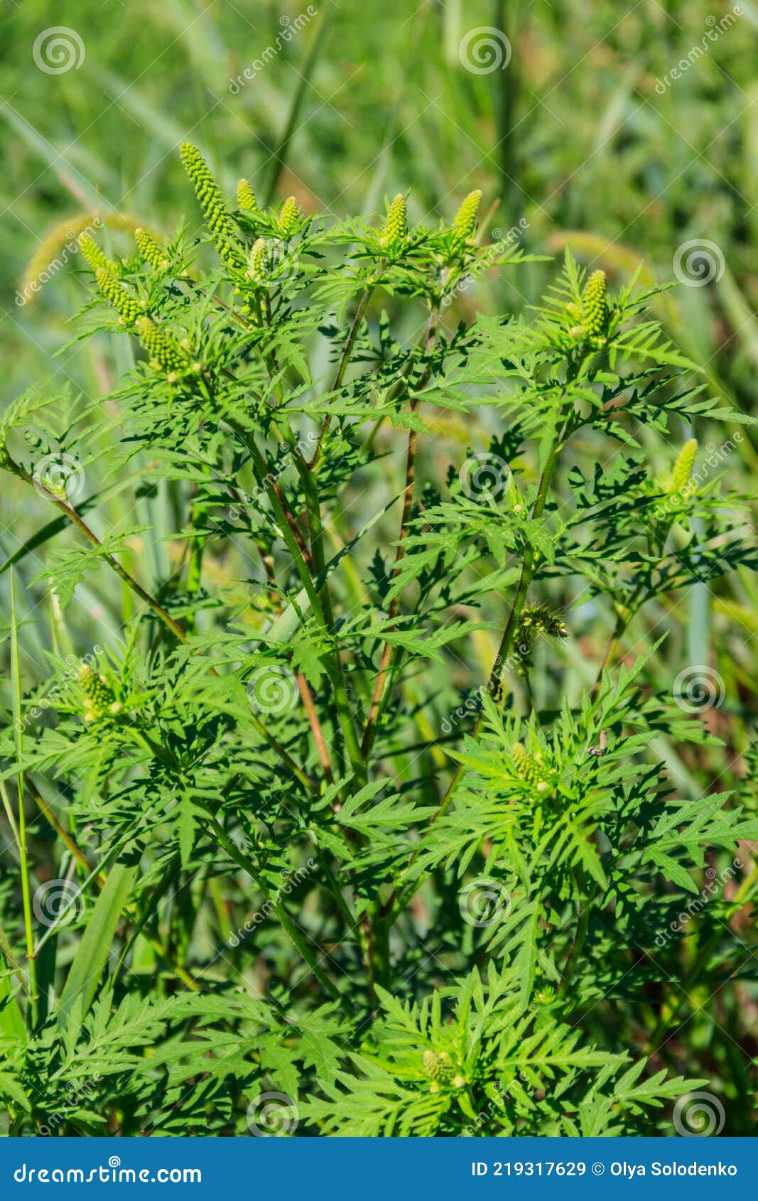 Ragweed Plants Ambrosia Artemisiifolia Causing Allergy Stock Image ...
