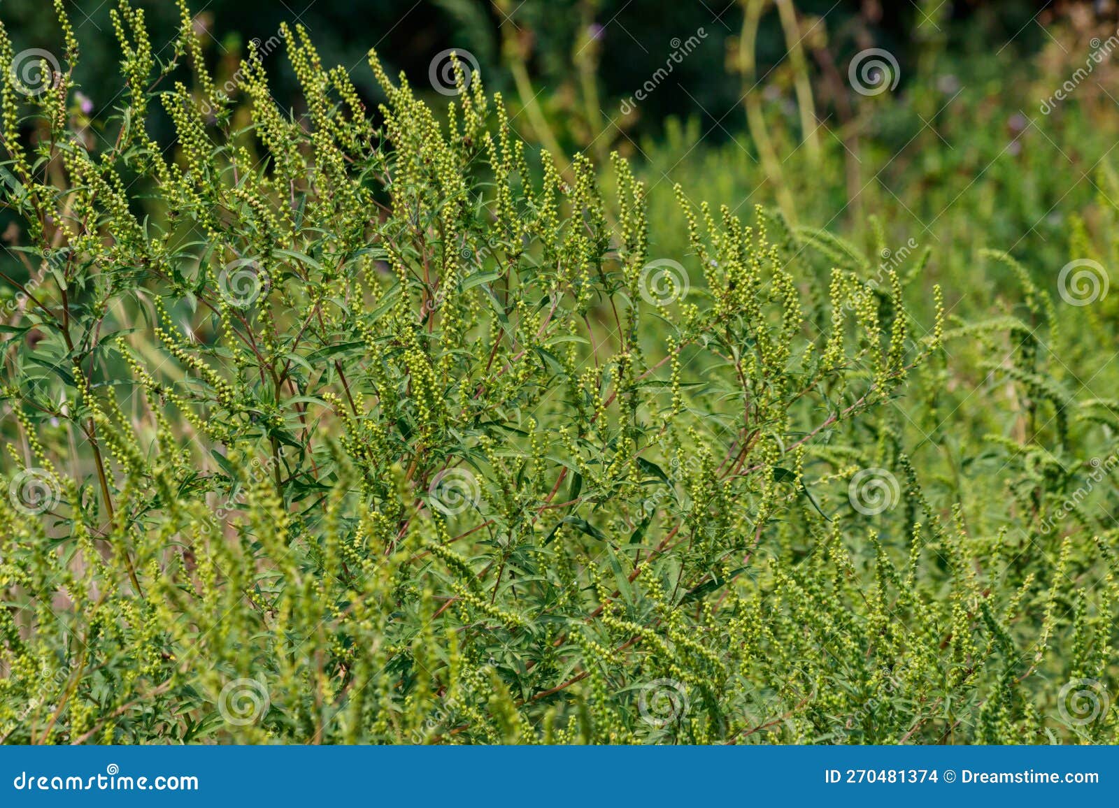 Ragweed Plants (Ambrosia Artemisiifolia) Stock Photo - Image of ...
