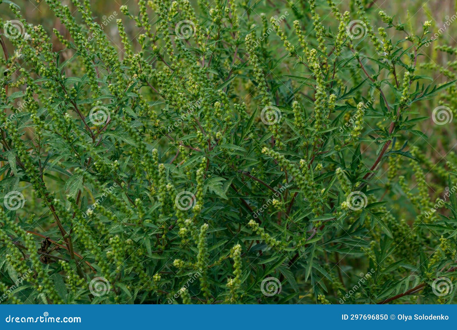 Ragweed Plants (Ambrosia Artemisiifolia) Causing Allergy Stock Photo ...