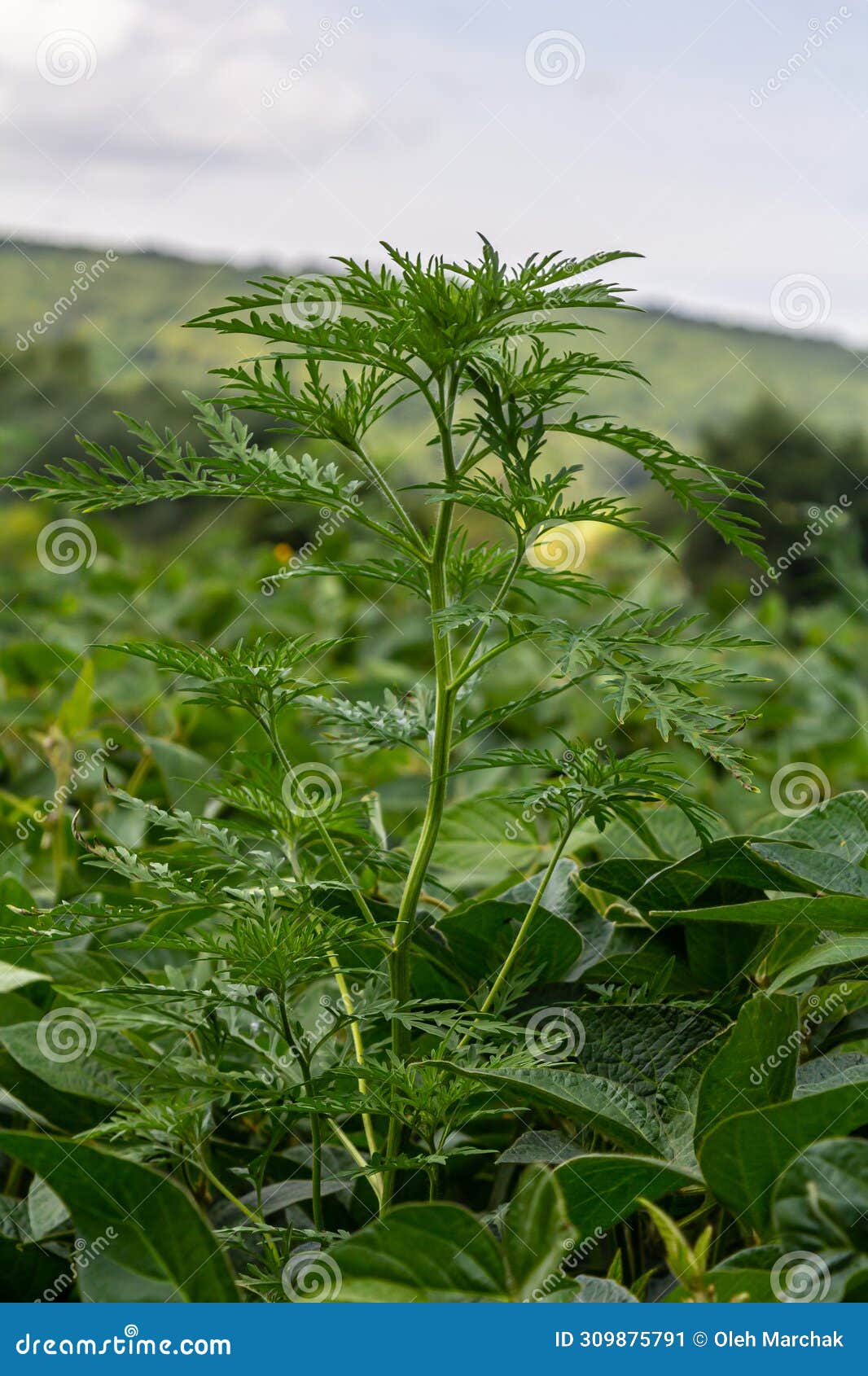 Ragweed Plants Ambrosia Artemisiifolia Causing Allergy Stock Image ...