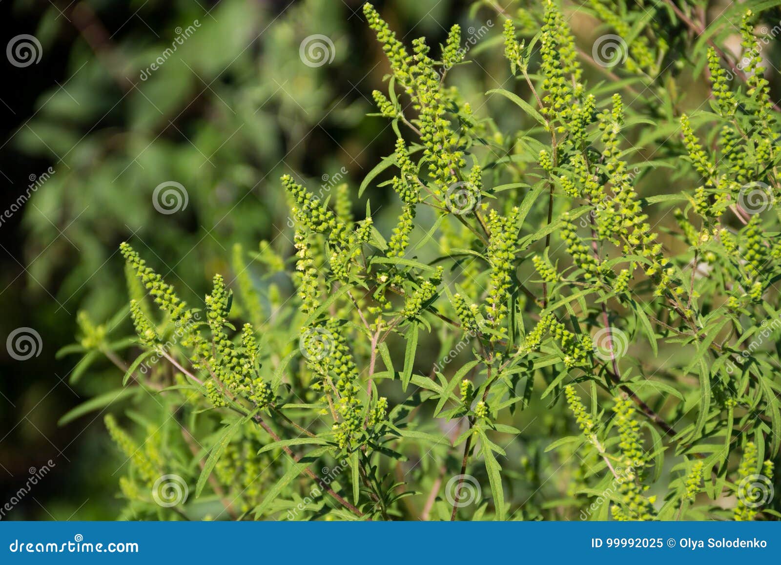 Ragweed plants stock image. Image of blow, green, growth - 99992025