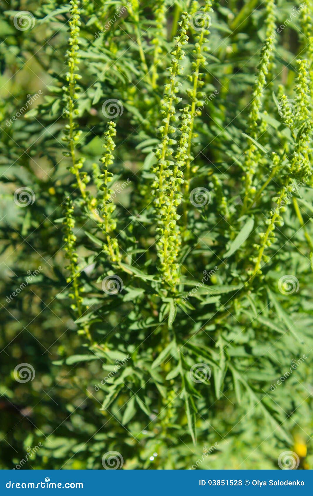 Ragweed plants stock photo. Image of field, botany, head - 93851528