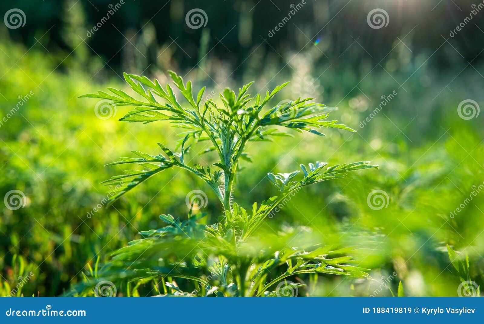How To Treat Ragweed Allergies In Dogs