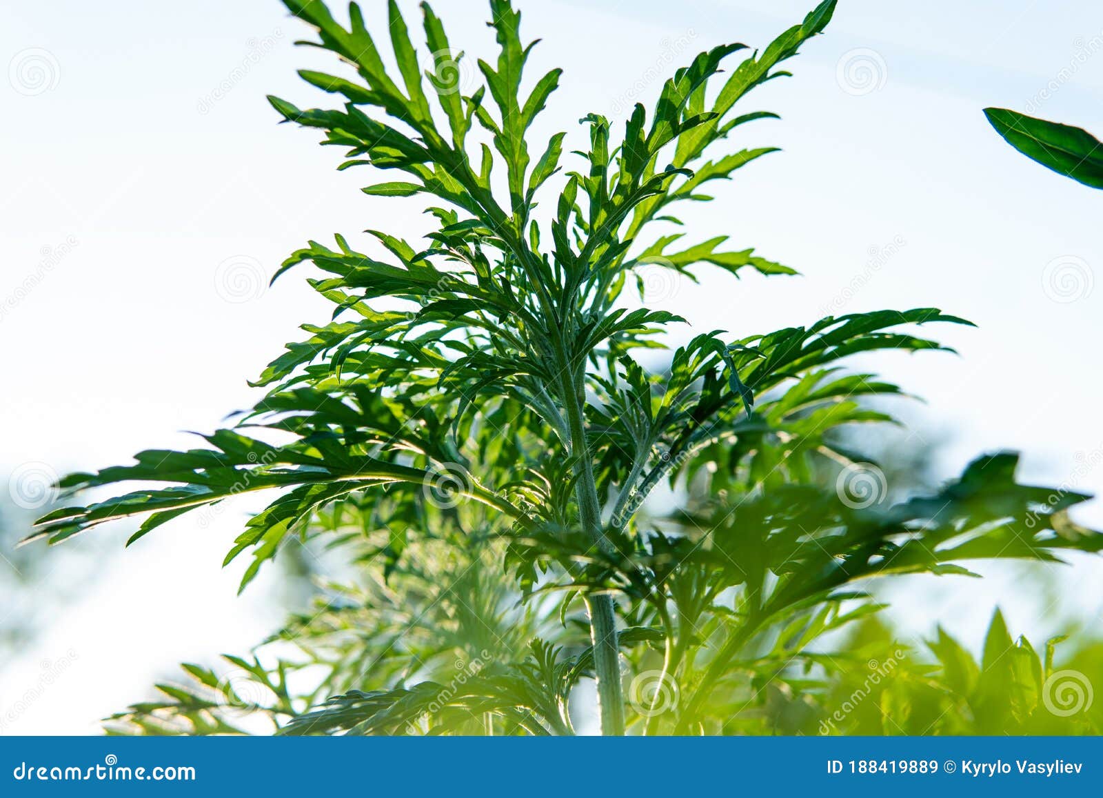 How To Treat Ragweed Allergies In Dogs