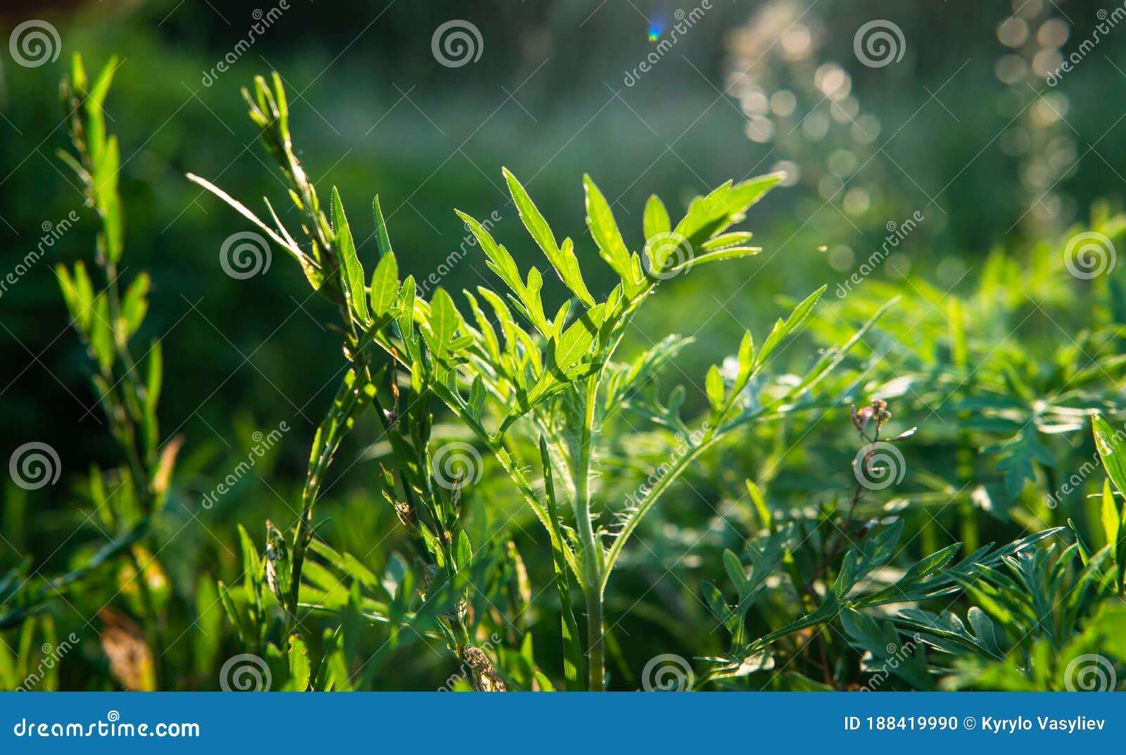 Ragweed Pollen Cause Problems for those with Allergies. Ragweed and ...