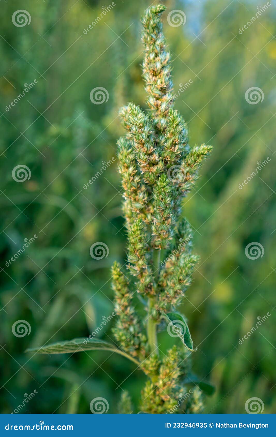 Ragweed stock image. Image of shrub, invasive, weed - 232946935