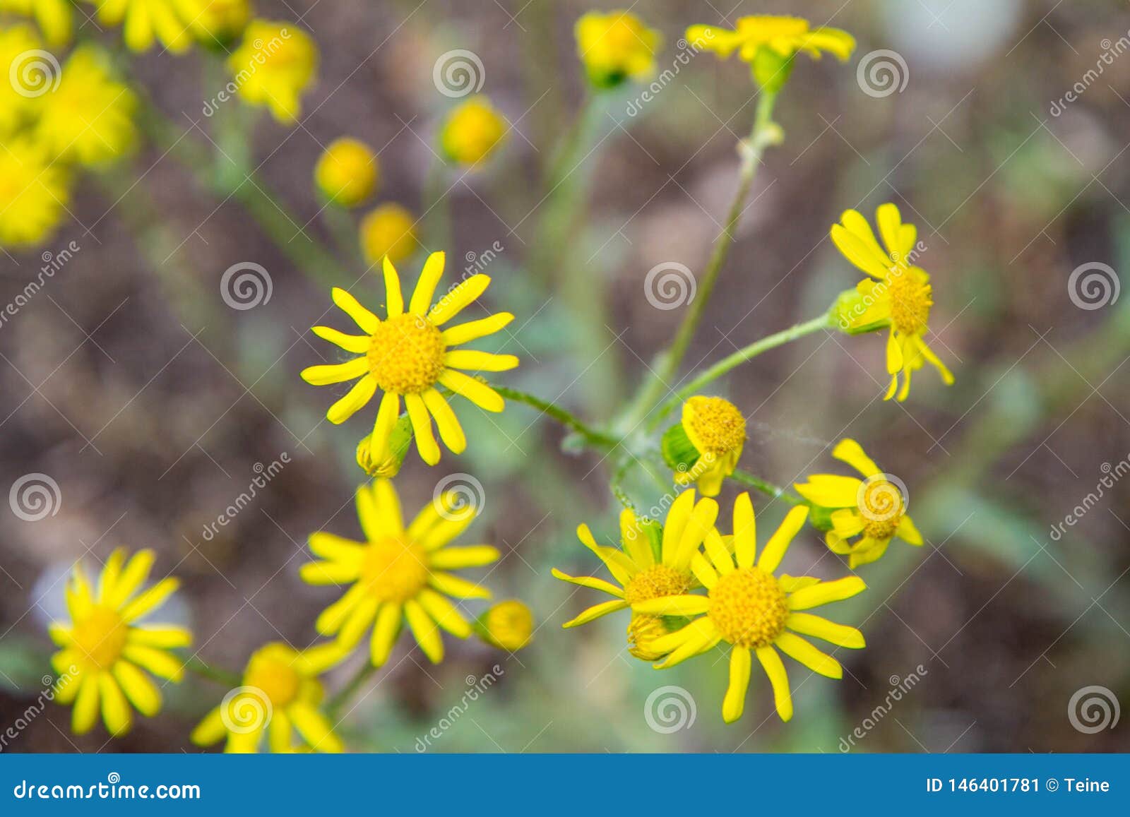 Ragwort blooming stock image. Image of green, herb, nature - 146401781