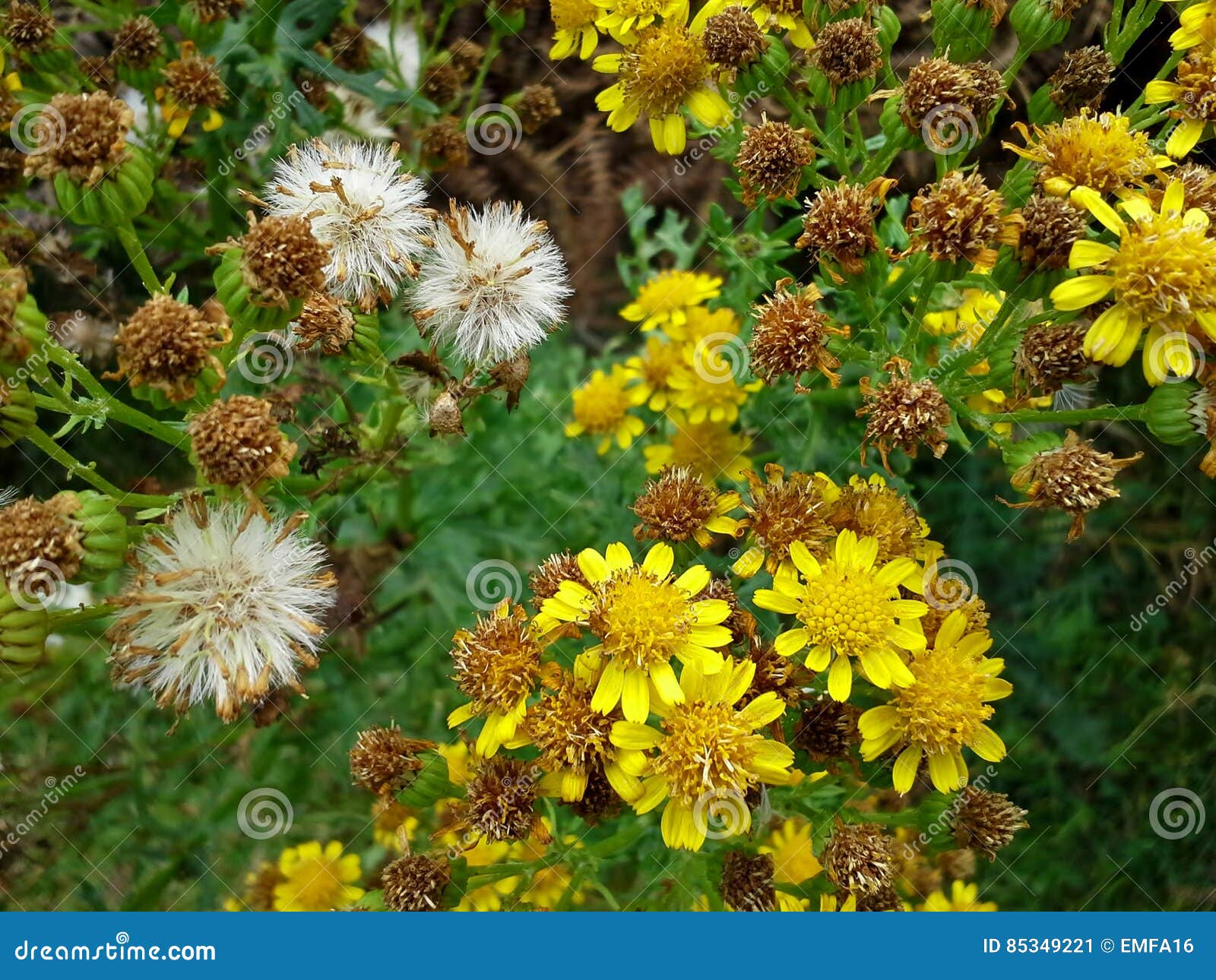 Ragwort Flowers and Seed Heads Stock Image - Image of seed, ragwort ...