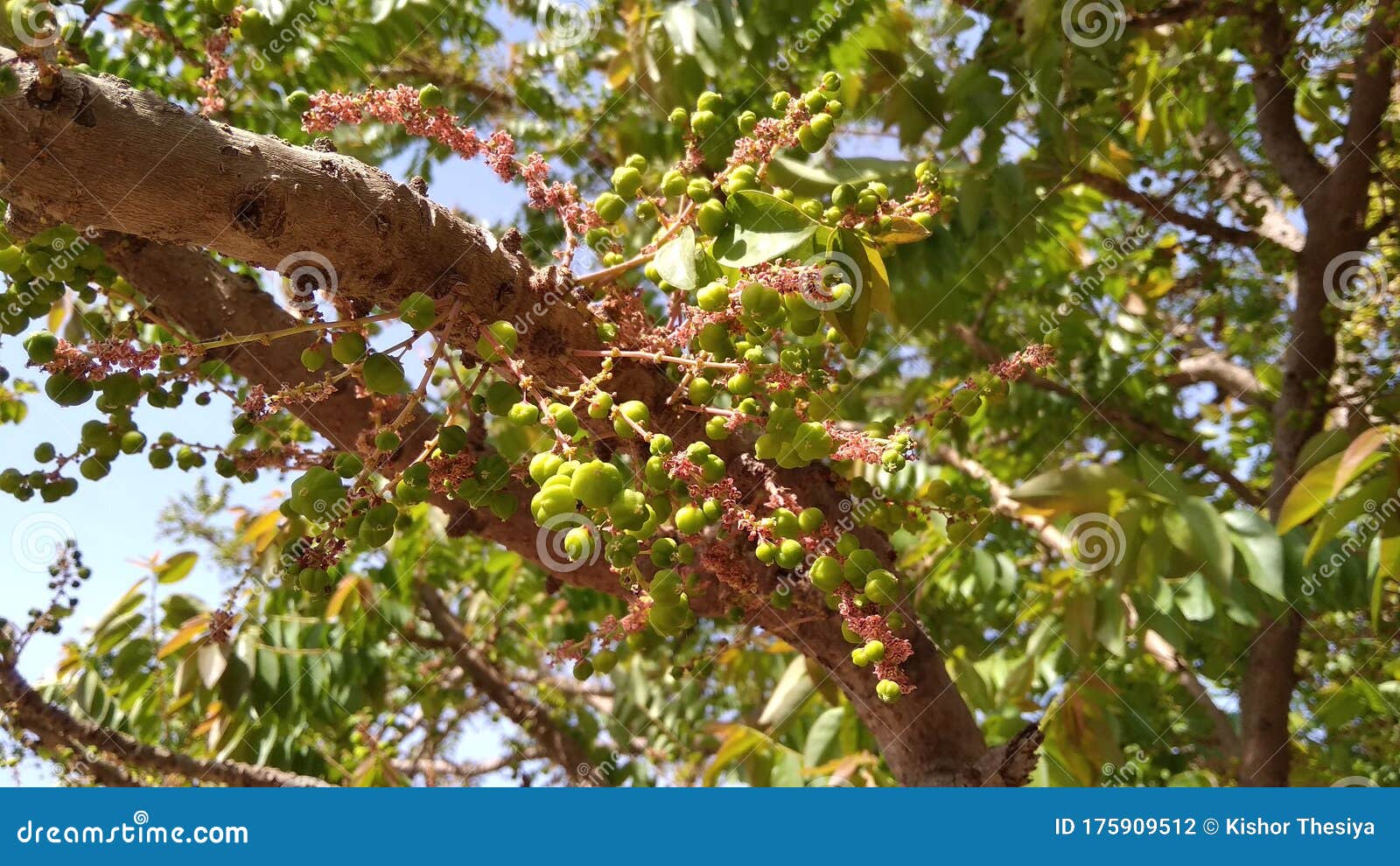 Amla Tree Leaf Background Texture Plants Royalty-Free Stock Image ...