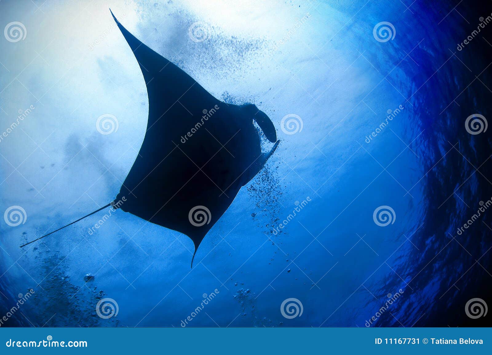 Raia de Manta imagem de stock. Imagem de peixes, animais - 11167731