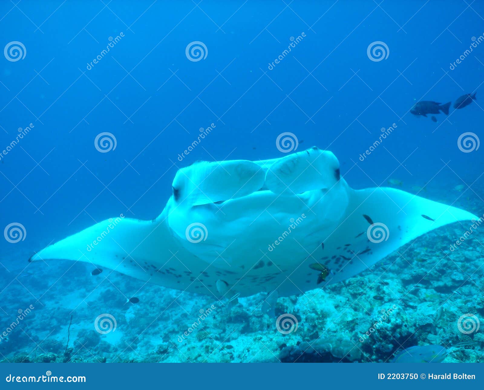 Raia de Manta foto de stock. Imagem de raio, oceano, manta - 2203750