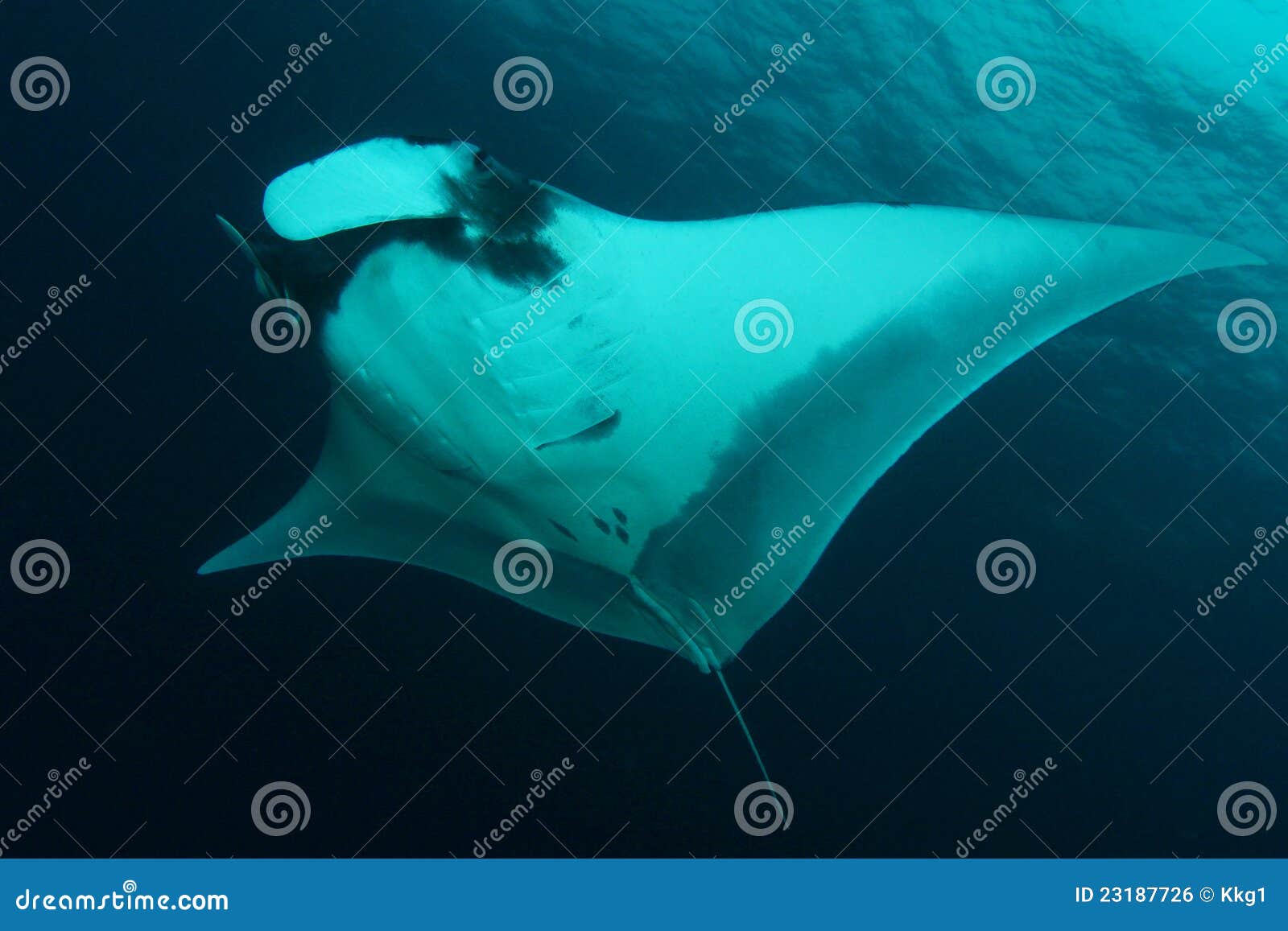 Raia de Manta foto de stock. Imagem de oceano, limpar - 23187726
