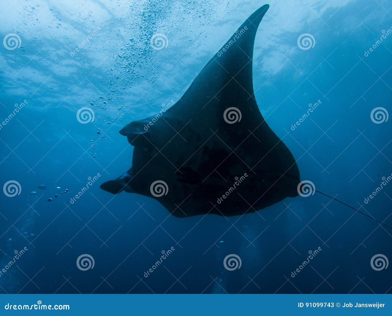 Raia de Manta imagem de stock. Imagem de wildlife, animal - 91099743