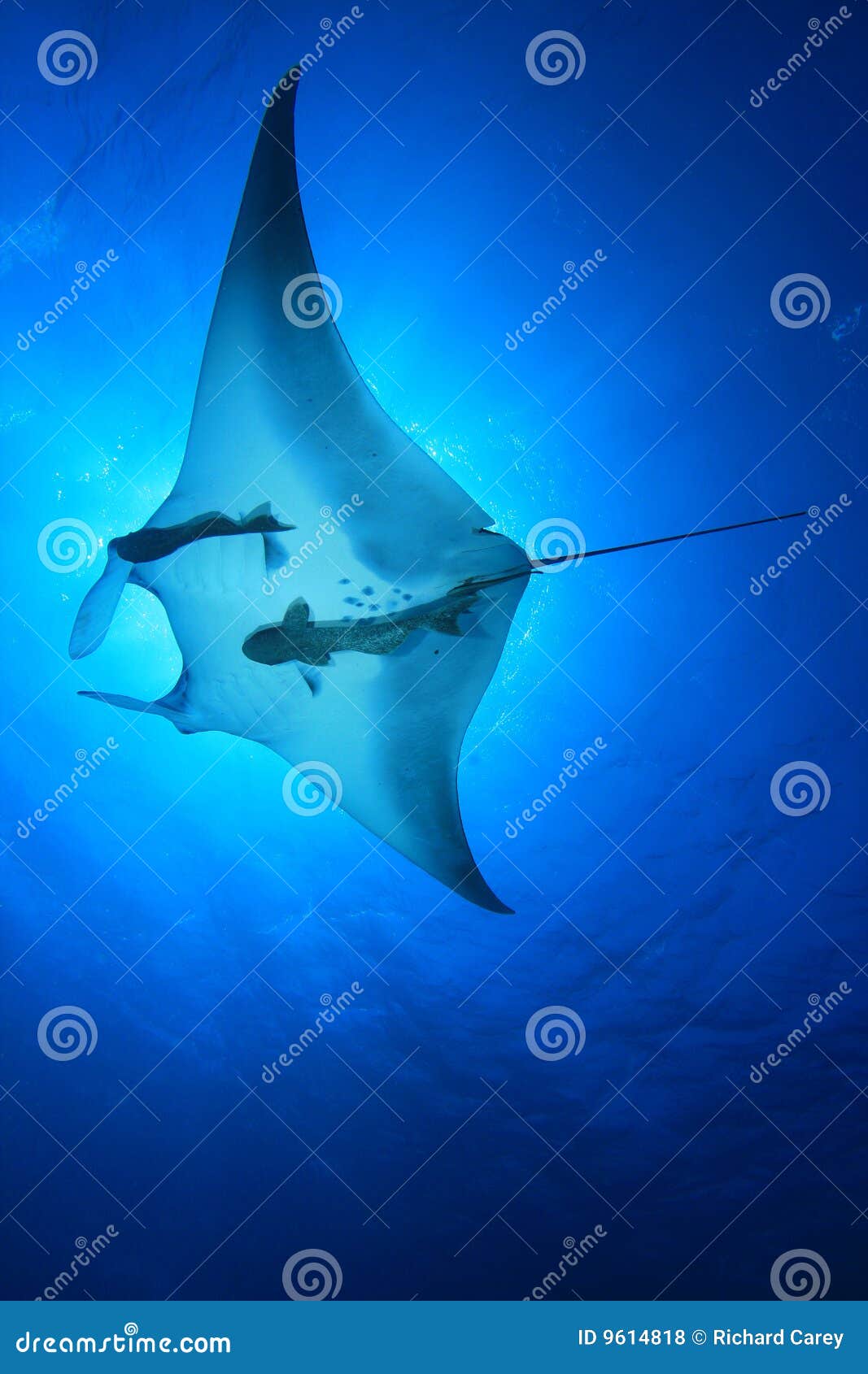 Raia de Manta foto de stock. Imagem de cinzento, gigante - 9614818