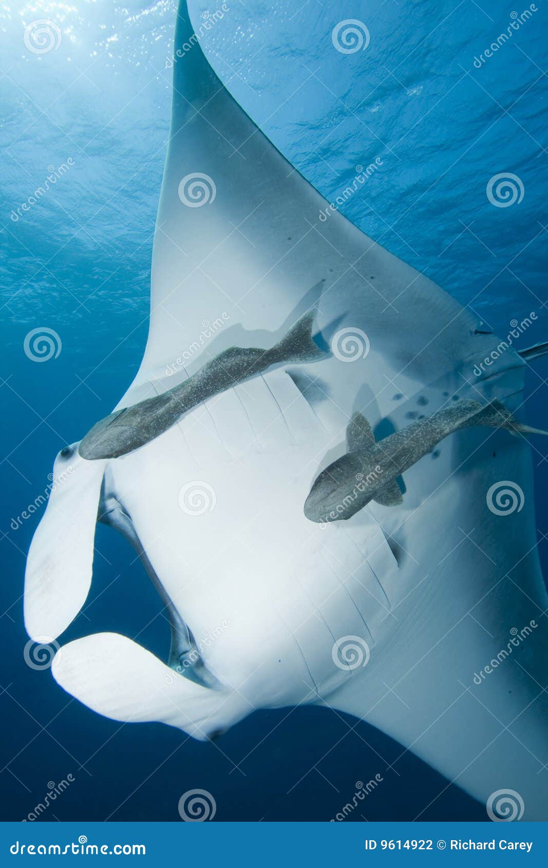 Raia de Manta foto de stock. Imagem de manta, aleta, azul - 9614922