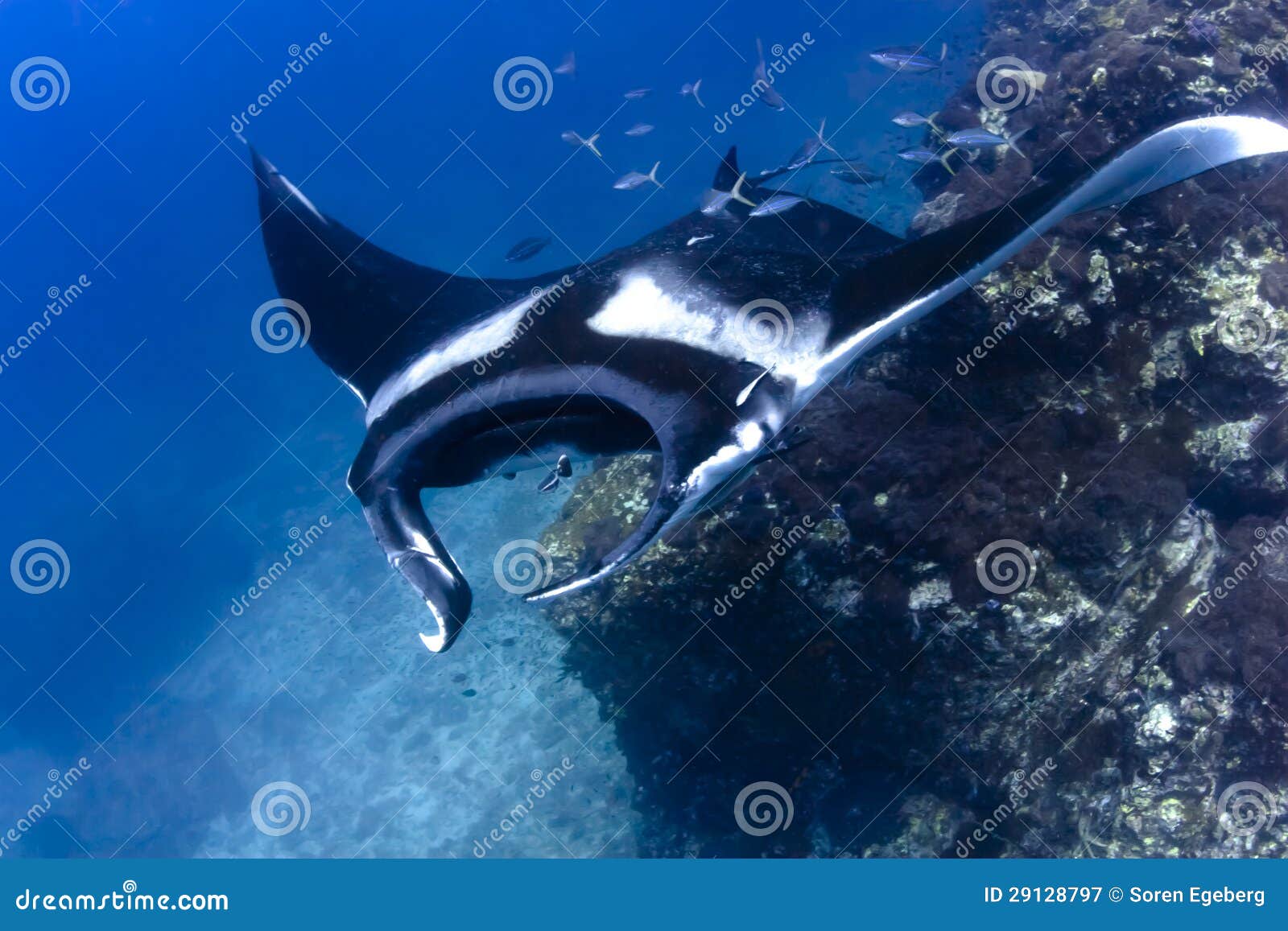 Raia de Manta da natação imagem de stock. Imagem de peixes - 29128797