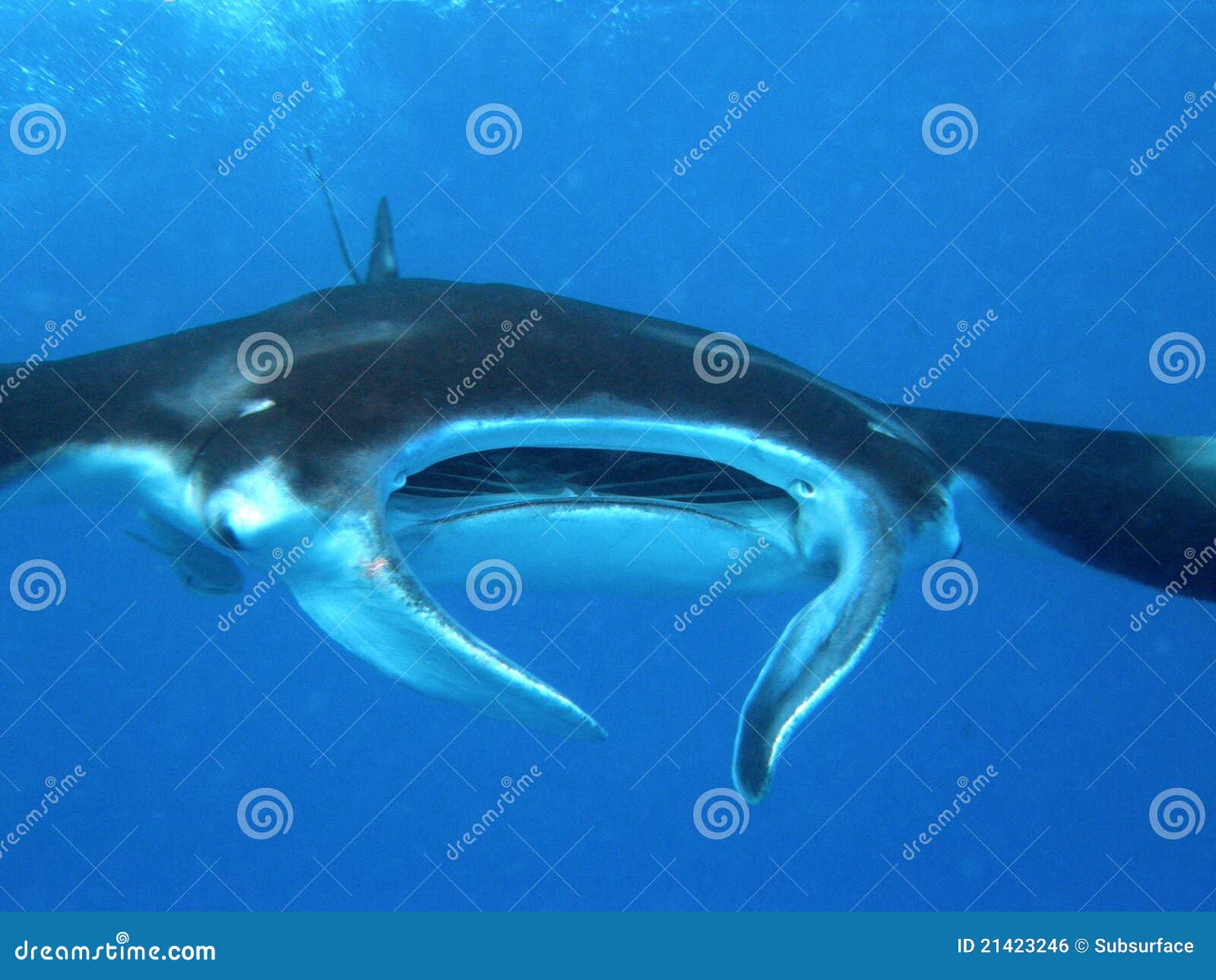 Raia de Manta Seychelles foto de stock. Imagem de nave - 21423246