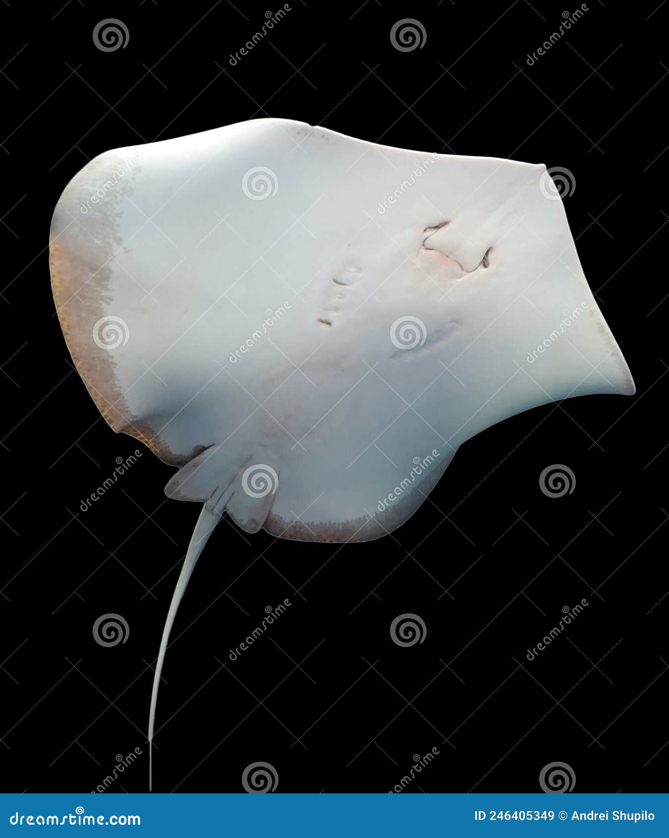 Raia De Peixe Isolada Em Preto Imagem de Stock - Imagem de azul, oceano ...