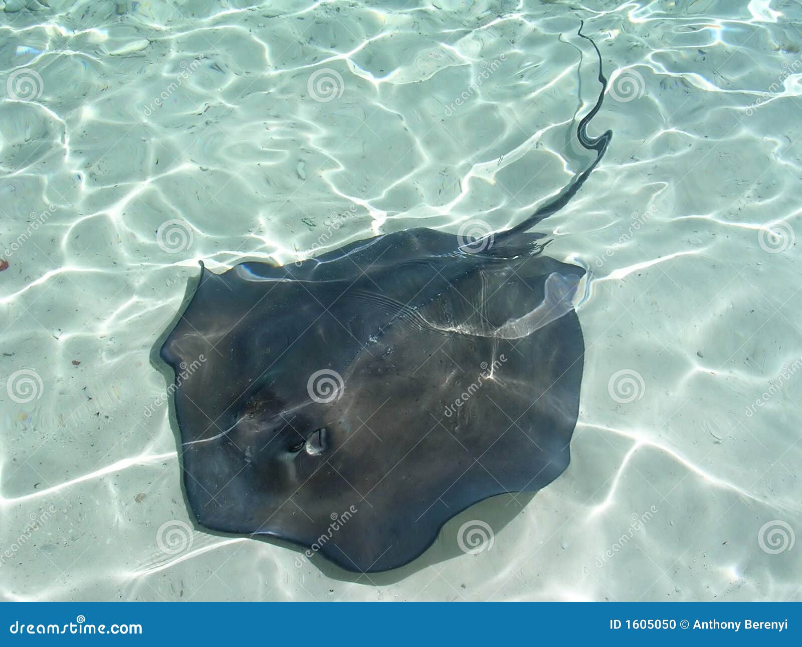 Raia de picada Bahamas foto de stock. Imagem de peixes - 1605050